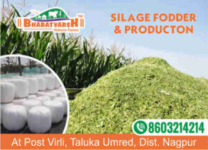 Silage Fodder - Bharatvarsh Nature