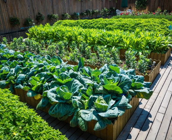 Elevate Your Rooftop Gardens | Ultimate Plant Buyer's Guide