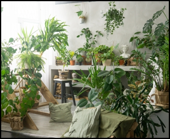 Creating a Beautiful Indoor Jungle: Bharatvarsh Nature Farms