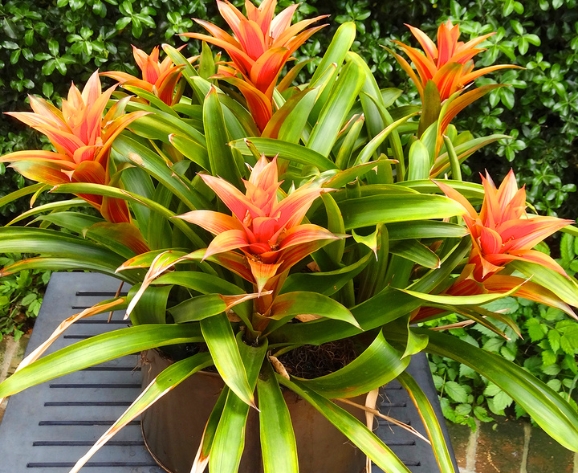 Exploring Exotic Plants: Adding Unique Varieties to Your Nursery