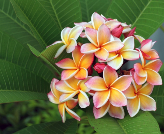 Exploring Exotic Plants: Adding Unique Varieties to Your Nursery