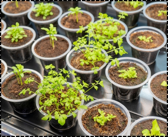 Best Edible Plants for Your Backyard | Best Edible Plants