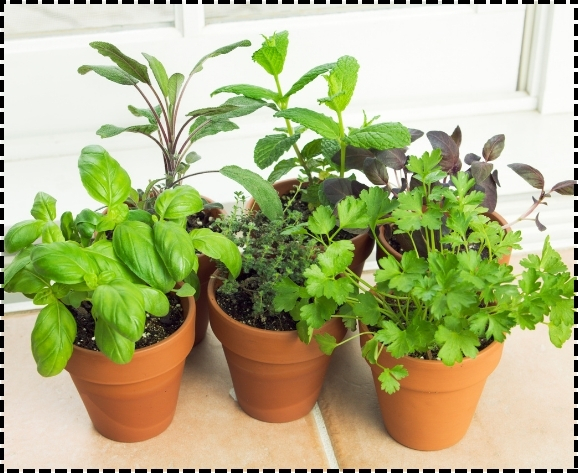 Best Edible Plants for Your Backyard | Best Edible Plants