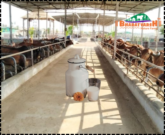 Best Dairy Farm in Umred | Bharatvarsh Nature Farms